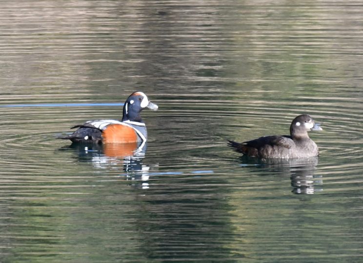Report: 2022 Helmut Grünberg Yukon Birdathon - Yukon Bird Club